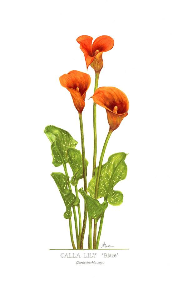 Calla Lily ‘blaze Janie Pirie